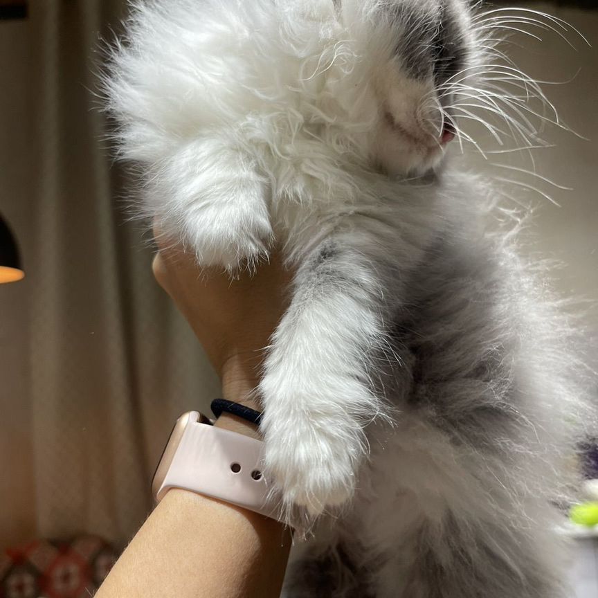 Котики бесплатно