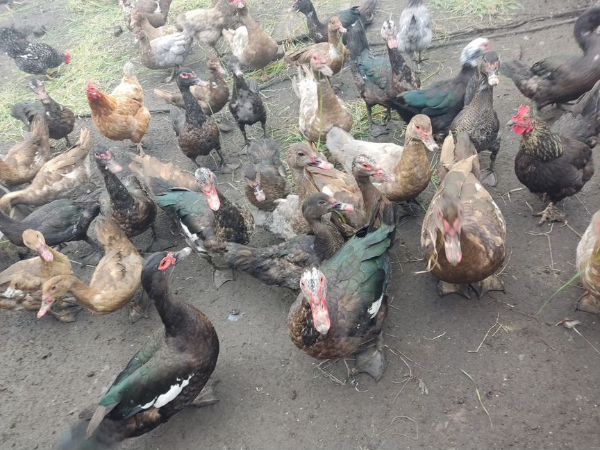 Мускусные утки тяжелой линии