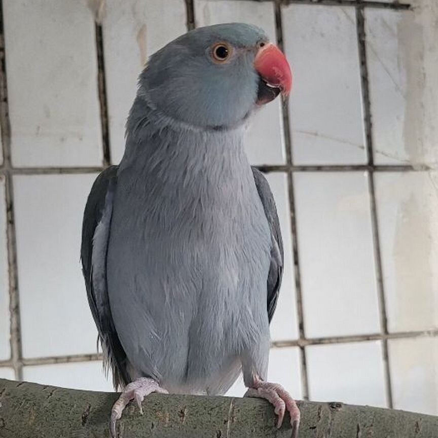 Ожереловый попугай