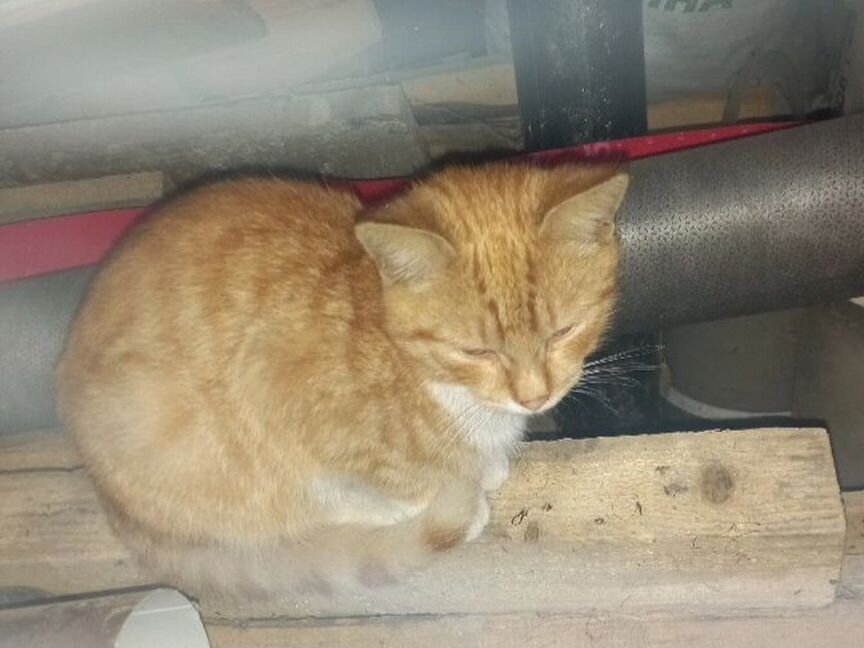 Котенок в добрые руки