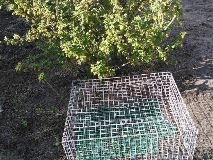 Клетка для перевозки птиц