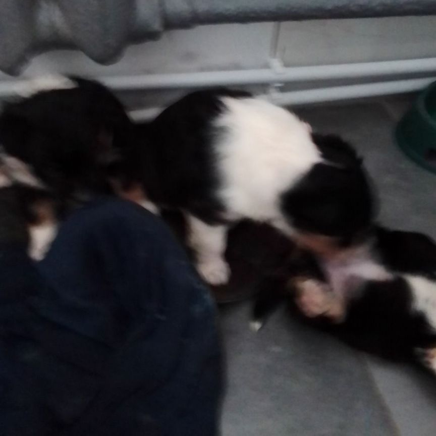 Колли, щенок