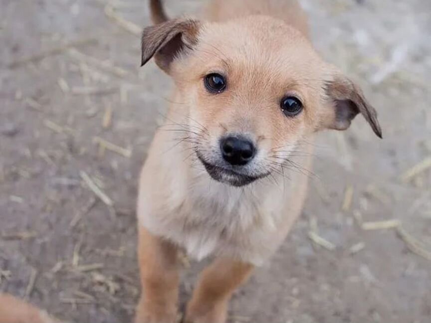 Собачки, щенки, разных окрасов в дар