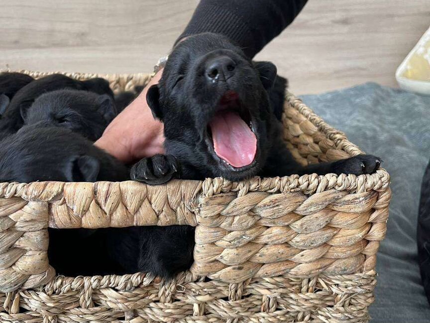 Щенки немецкой овчарки черные