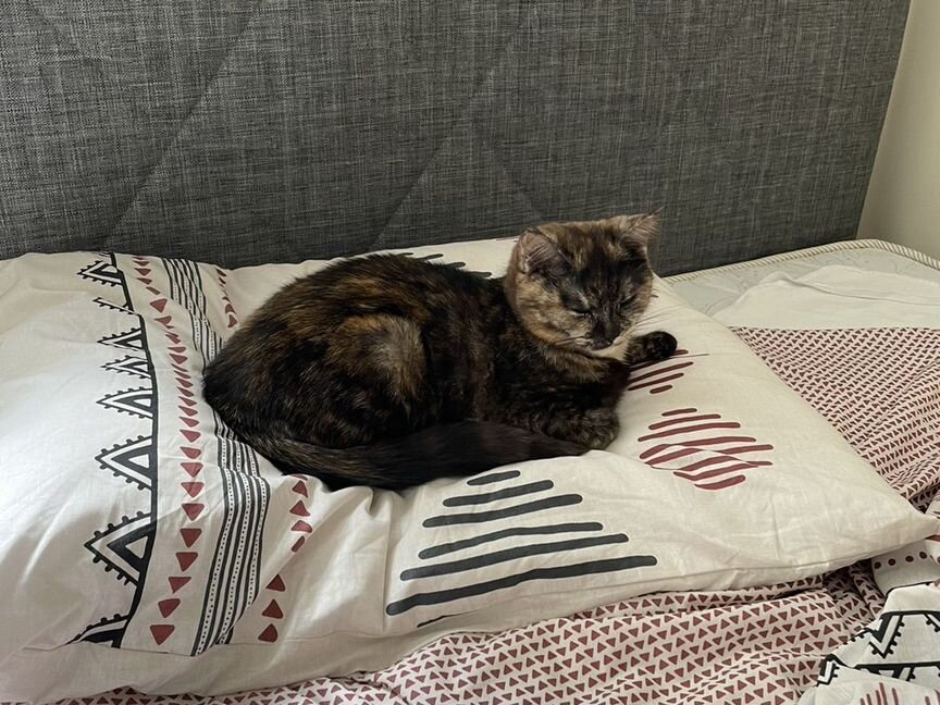 Отдам кошечку в добрые руки