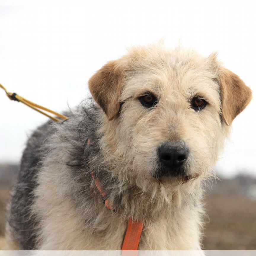 Метис бобтейла Шнапс в дар