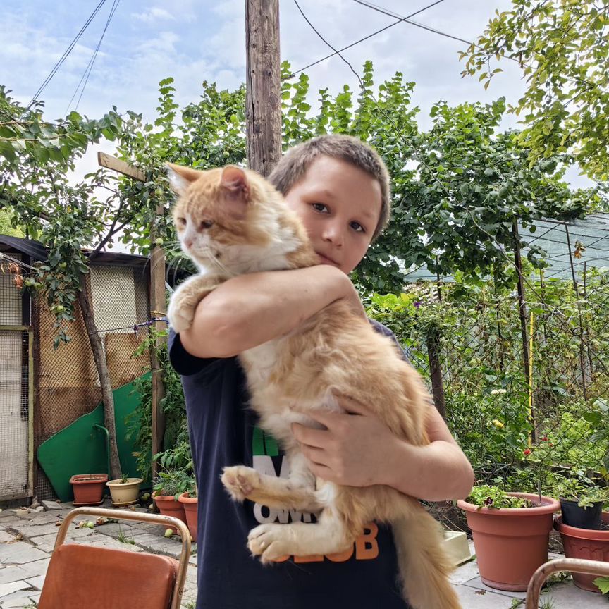 Рыжий кот стерилизованный