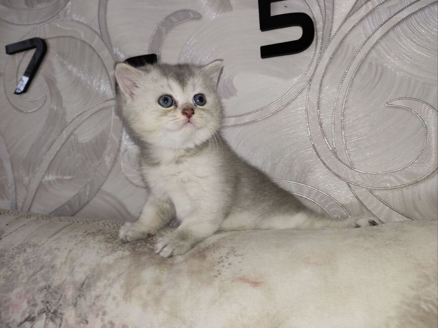 Шотландские серебристые шиншилы