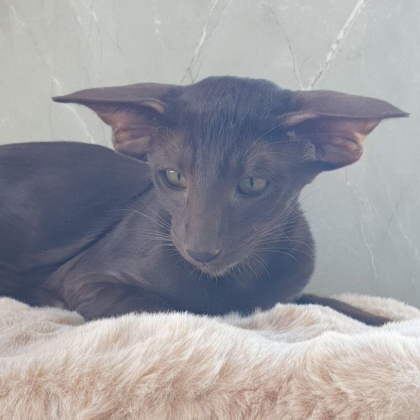 Ориентальный котёнок
