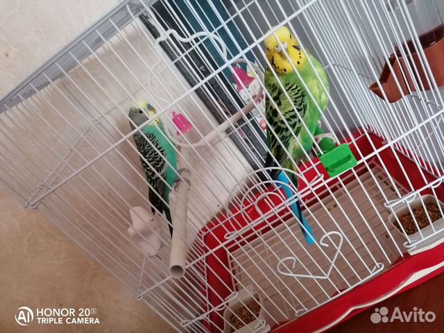 Волнистые попугаи с клеткой