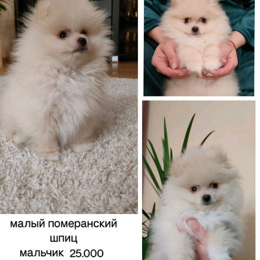 Померанский шпиц