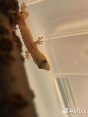 Траурный геккон