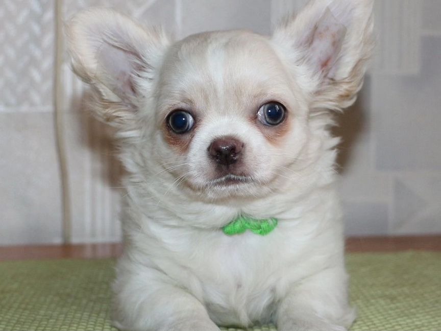 Чихуахуа Голубоглазый блондин