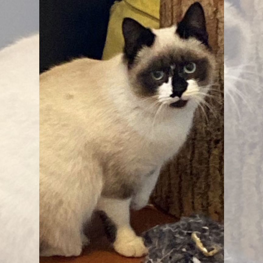 Тайская, взрослая кошка