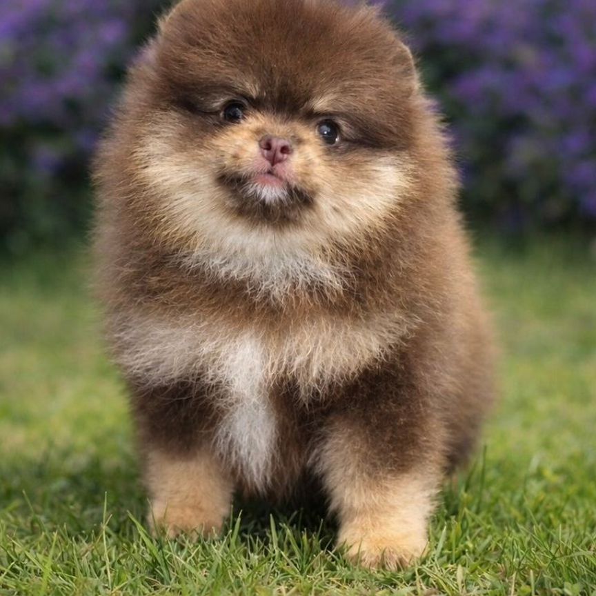 Померанский шпиц, щенок