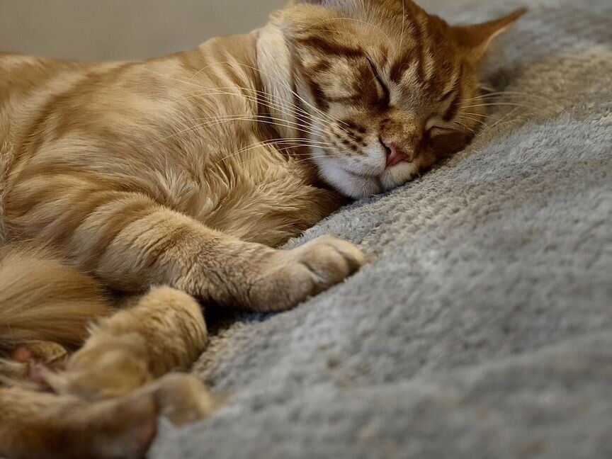 Отдам мейн-кун