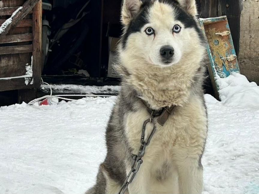 Сибирский хаски