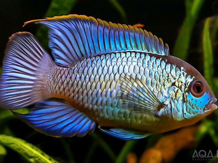 Нонакара Блю семья