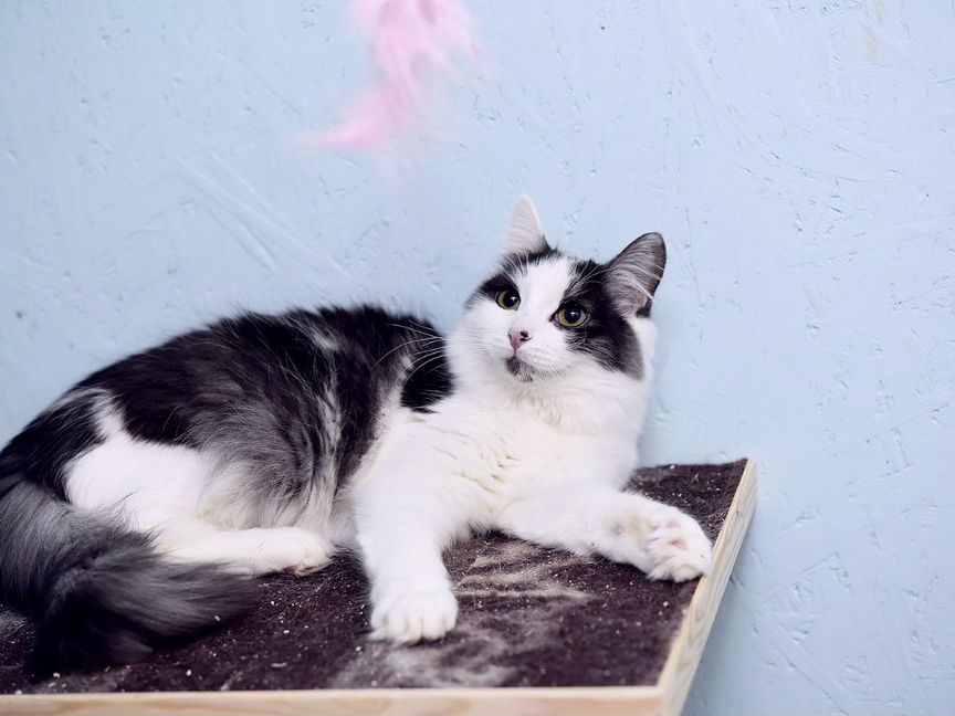 Котенок в добрые руки