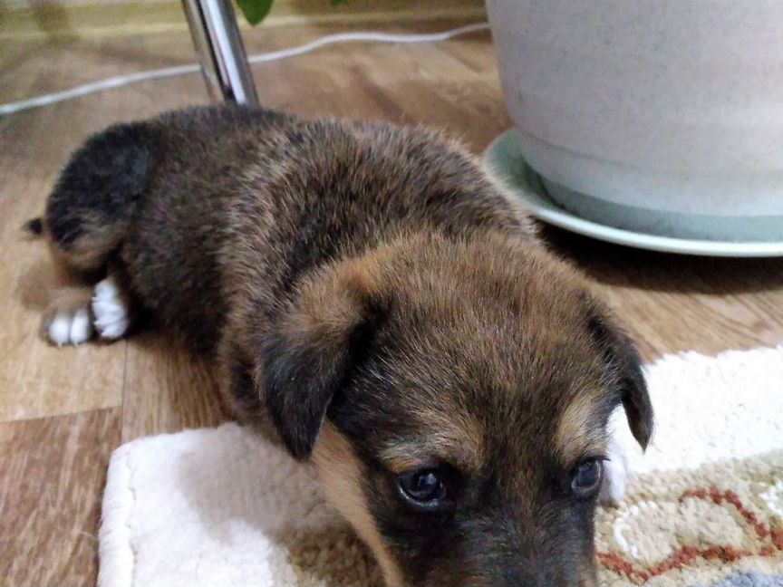 Маленький щенок - девочка ищет самые добрые руки