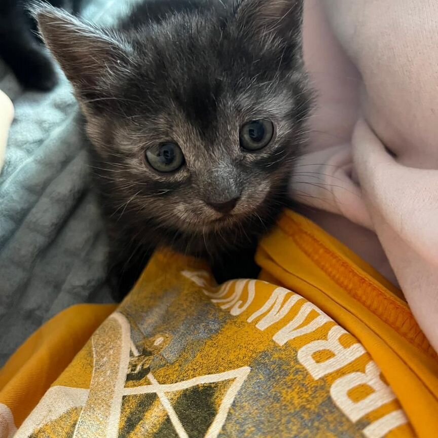 Отдам в добрые руки