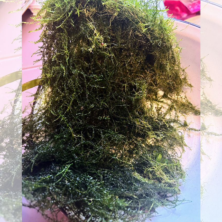 Мох для аквариума