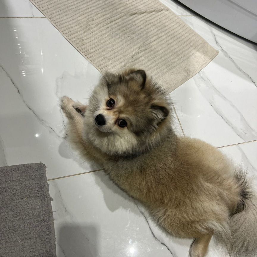 Помесь шпиц и чихуа