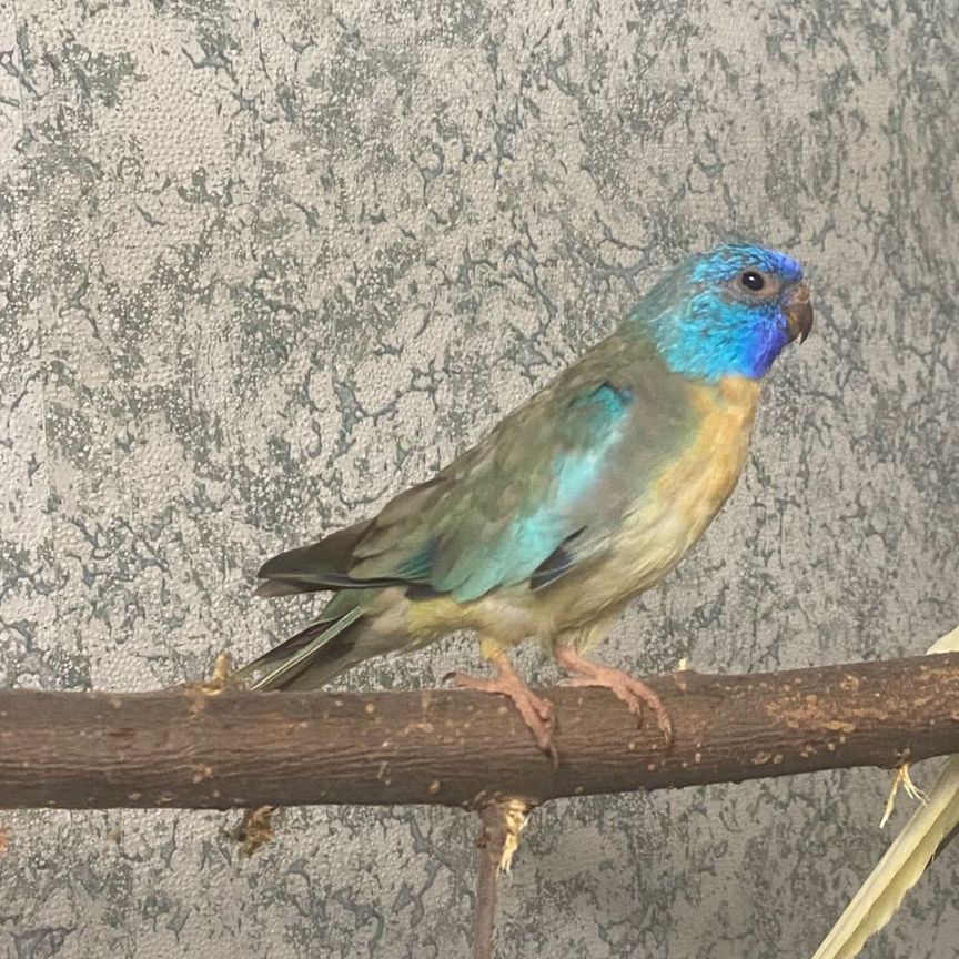 Глянцевый попугай