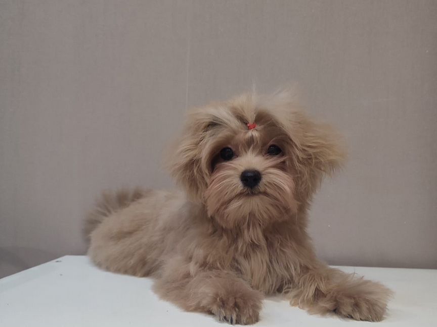 Кремовая девочка мальтипу F1