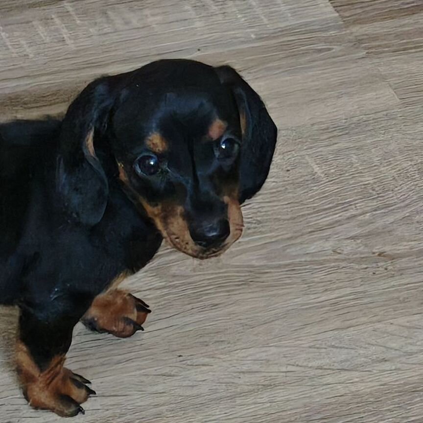 Такса, щенок