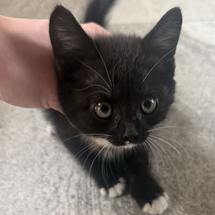 Сибирский котёнок