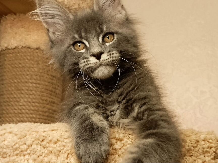 Мейн-кун котёнок