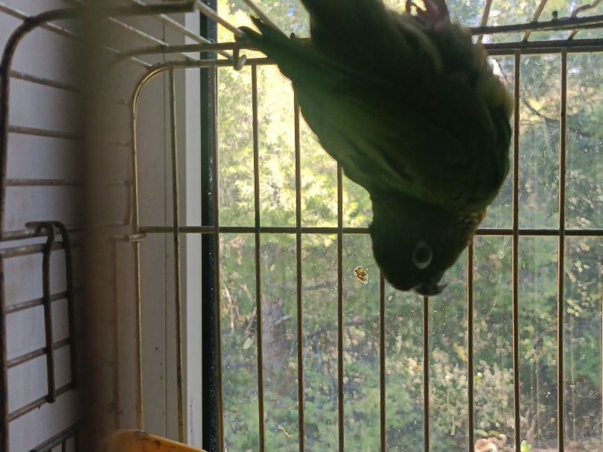 Попугай Пиррура