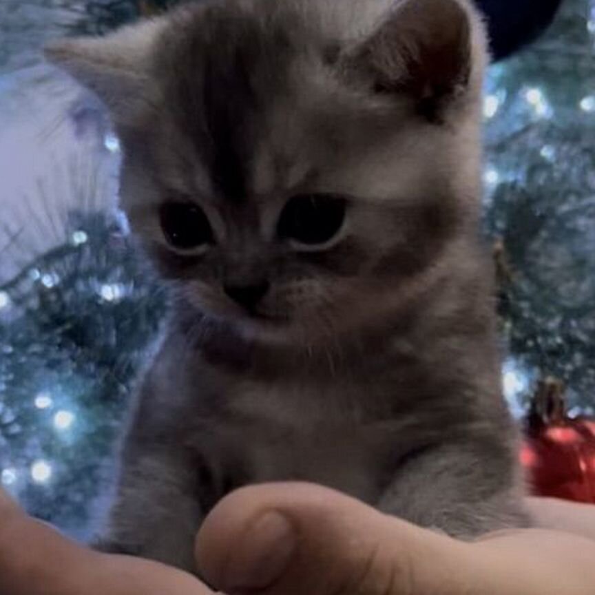 Шотландский вислоухий короткошёрстный котёнок