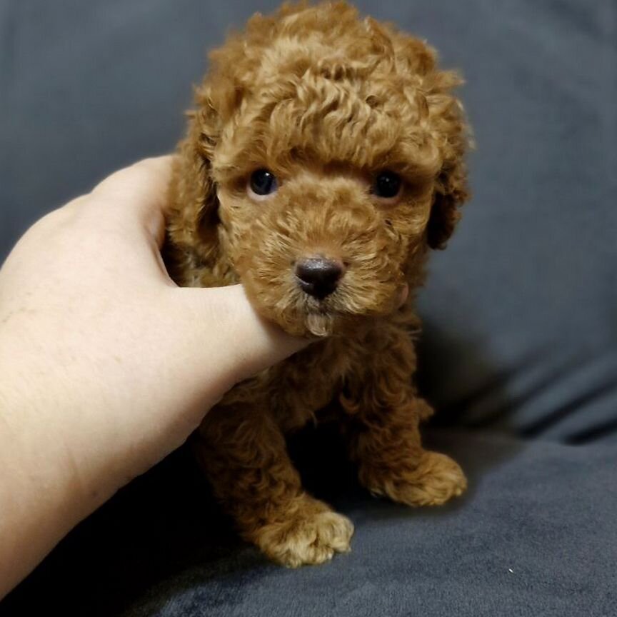 Той-пудель, щенок