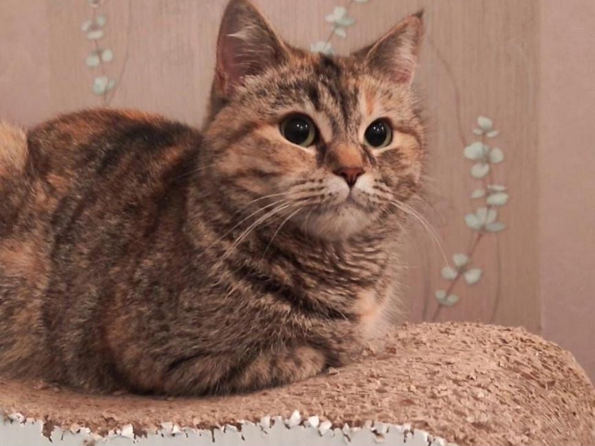 Кошка Марго в поисках дома