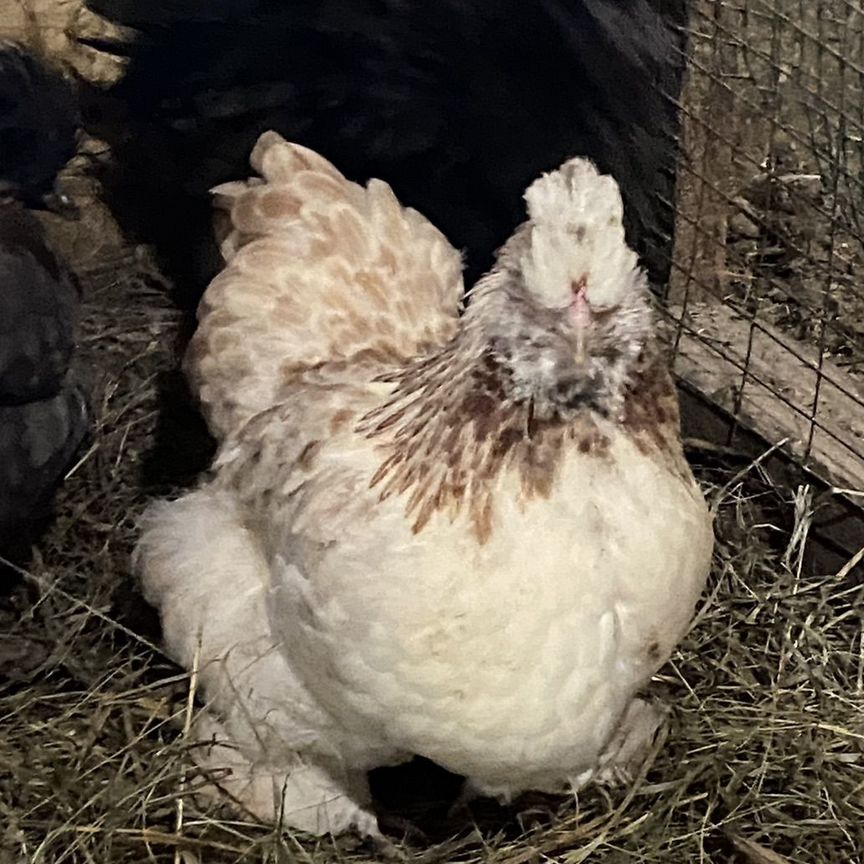 Куры карликовый кохинхин