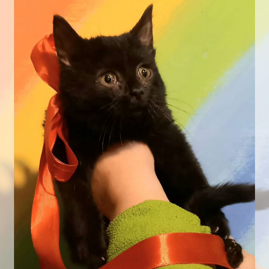 Котёнок в добрые руки