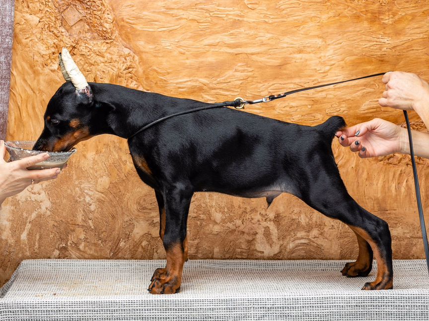 Щенки добермана