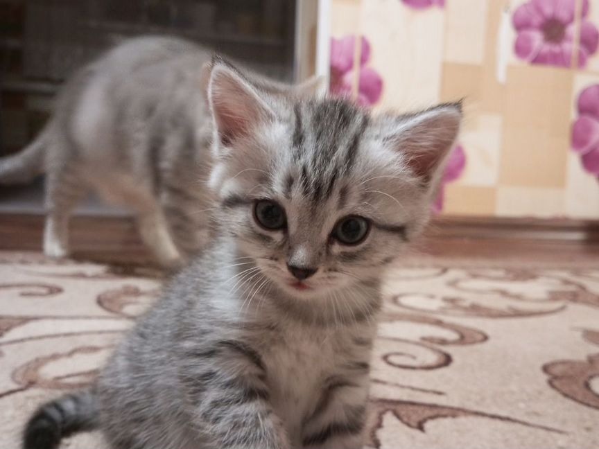 Котята в добрые руки