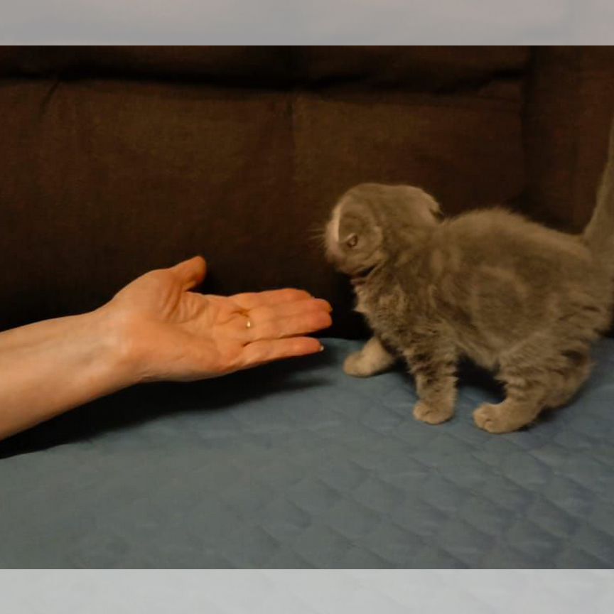 Шотландские вислоухие котята