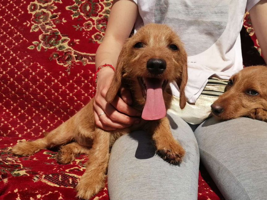 Рыжий бретонский бассет редкий солнечный пес