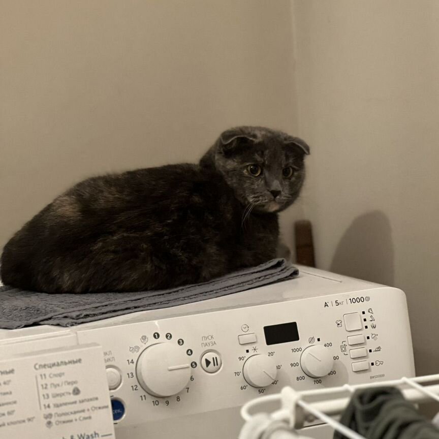 Кошка уличная