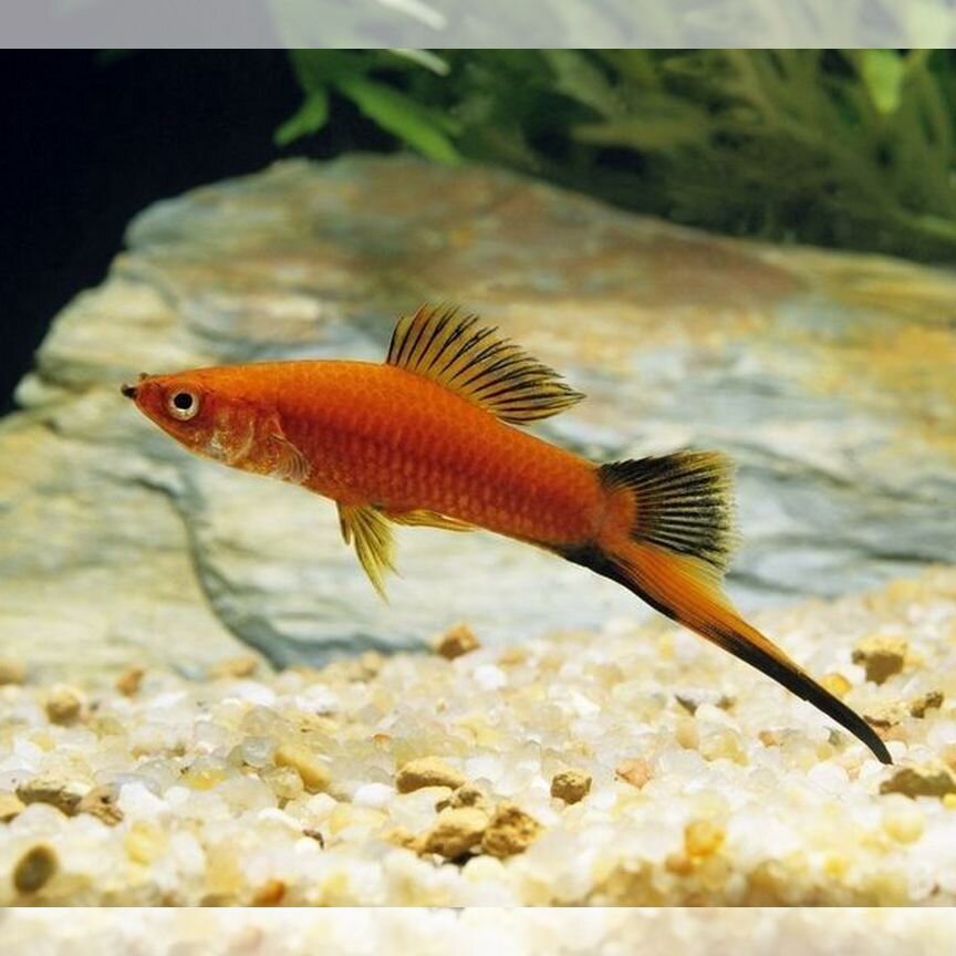 Рыбки меченосцы