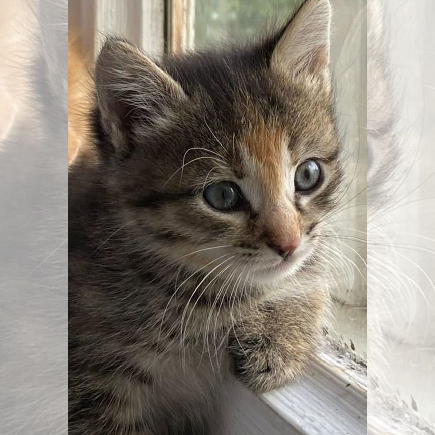 Котята