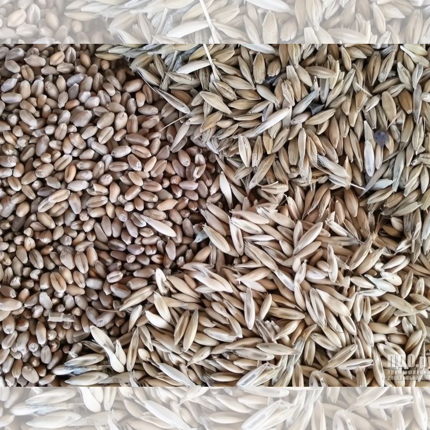 Пшеница, овес