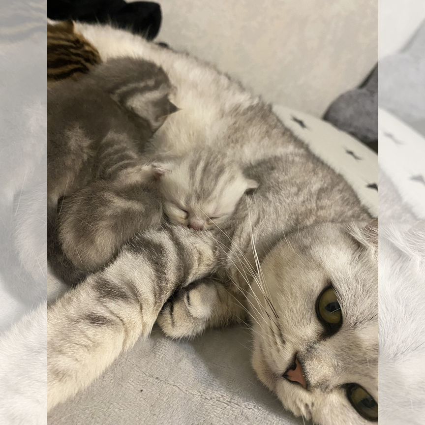 Шотландский вислоухий короткошёрстный котёнок
