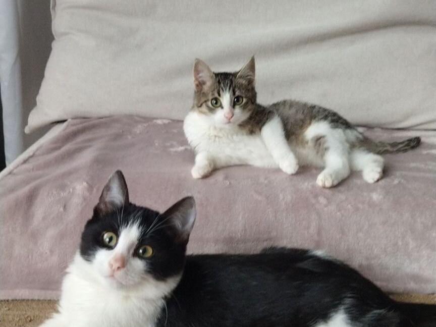 Котята неразлучники
