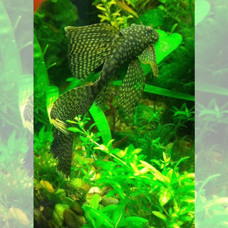 Анциструс вуалевый