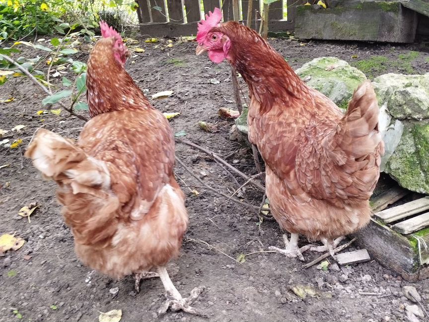 Куры на убой 4 шт